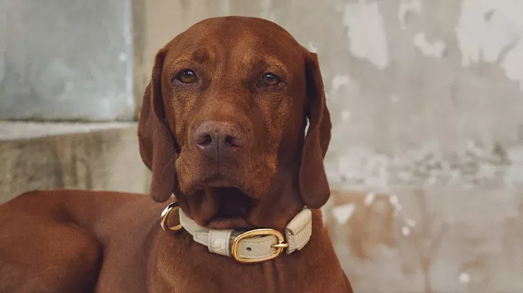 Aalphas is the new Danish brand dressing the most discerning dogs ...