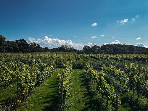 The 10 best Swedish vineyards to visit this summer - Vogue Scandinavia