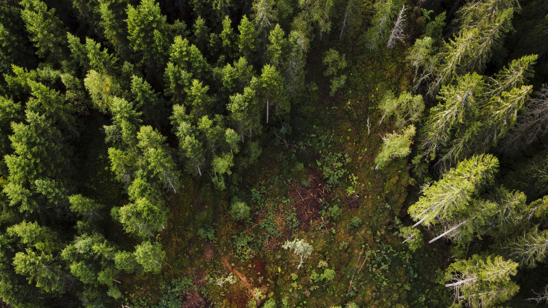 The Future Library: An untold anthology growing in Oslo - Vogue Scandinavia