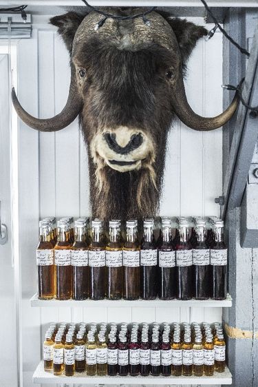 Greenland gastronomy: Your guide to the wildest food in the world ...