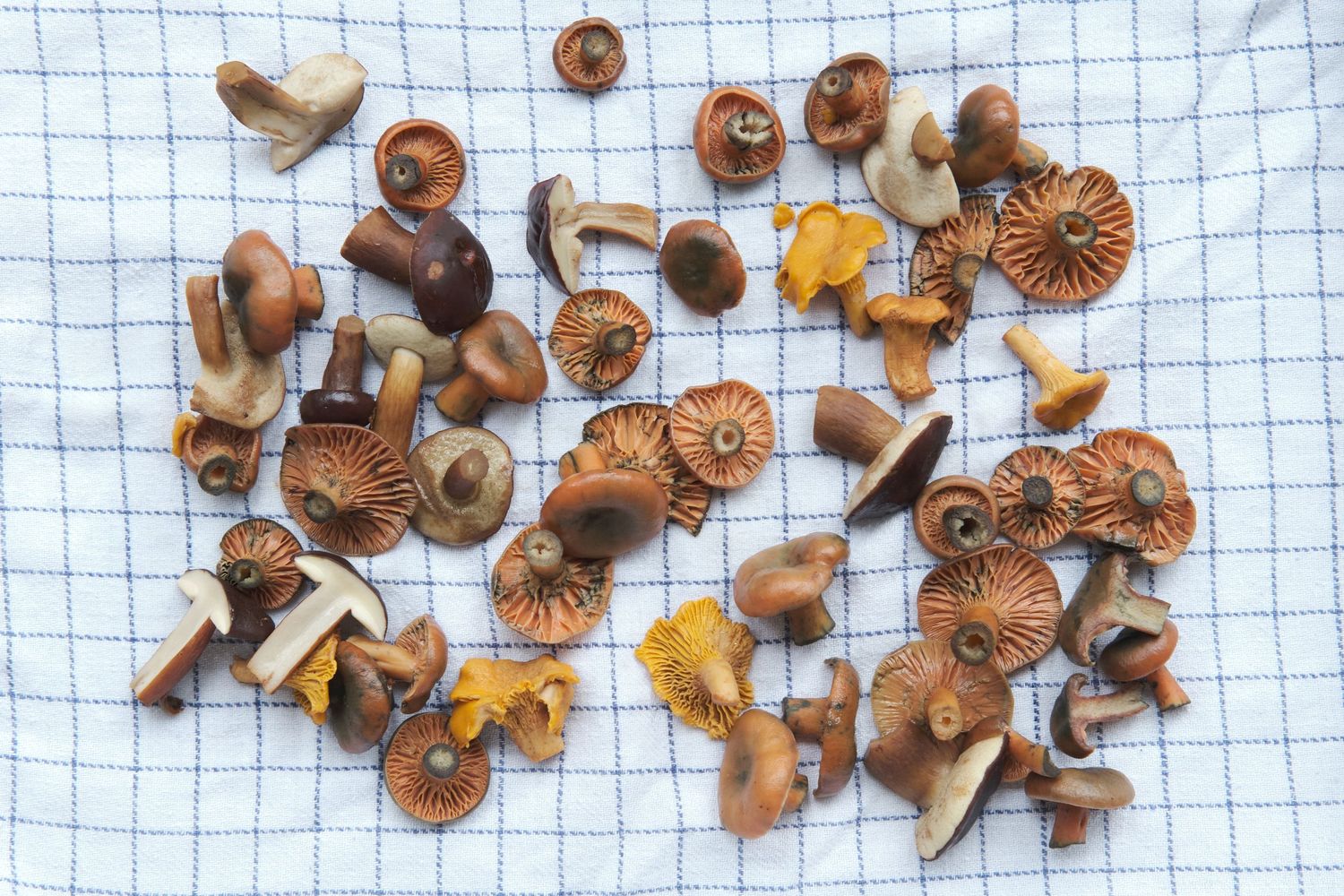 Everything you need to know about foraging in Scandinavia - Vogue ...