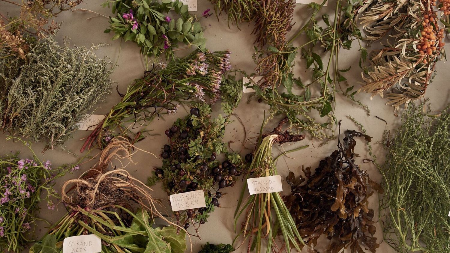 Everything you need to know about foraging in Scandinavia - Vogue ...