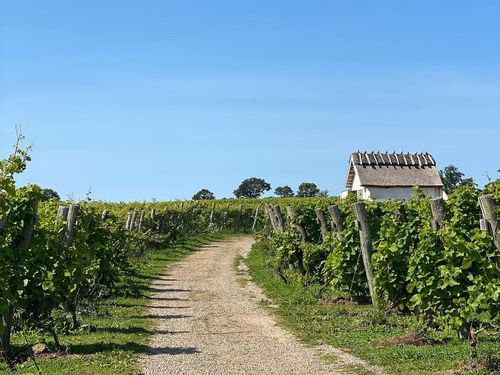 The 10 best Swedish vineyards to visit this summer - Vogue Scandinavia