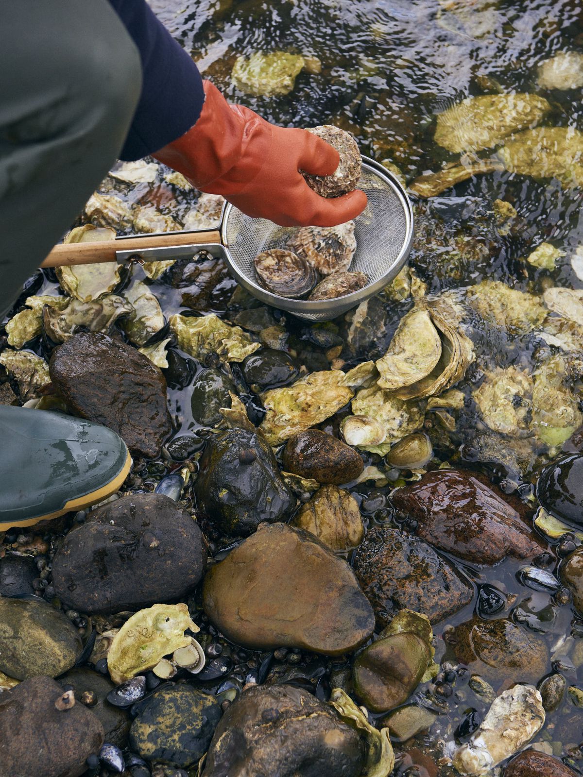 Best places for oysters in Denmark: Restaurant Lyst, Den Grønne Kutter ...