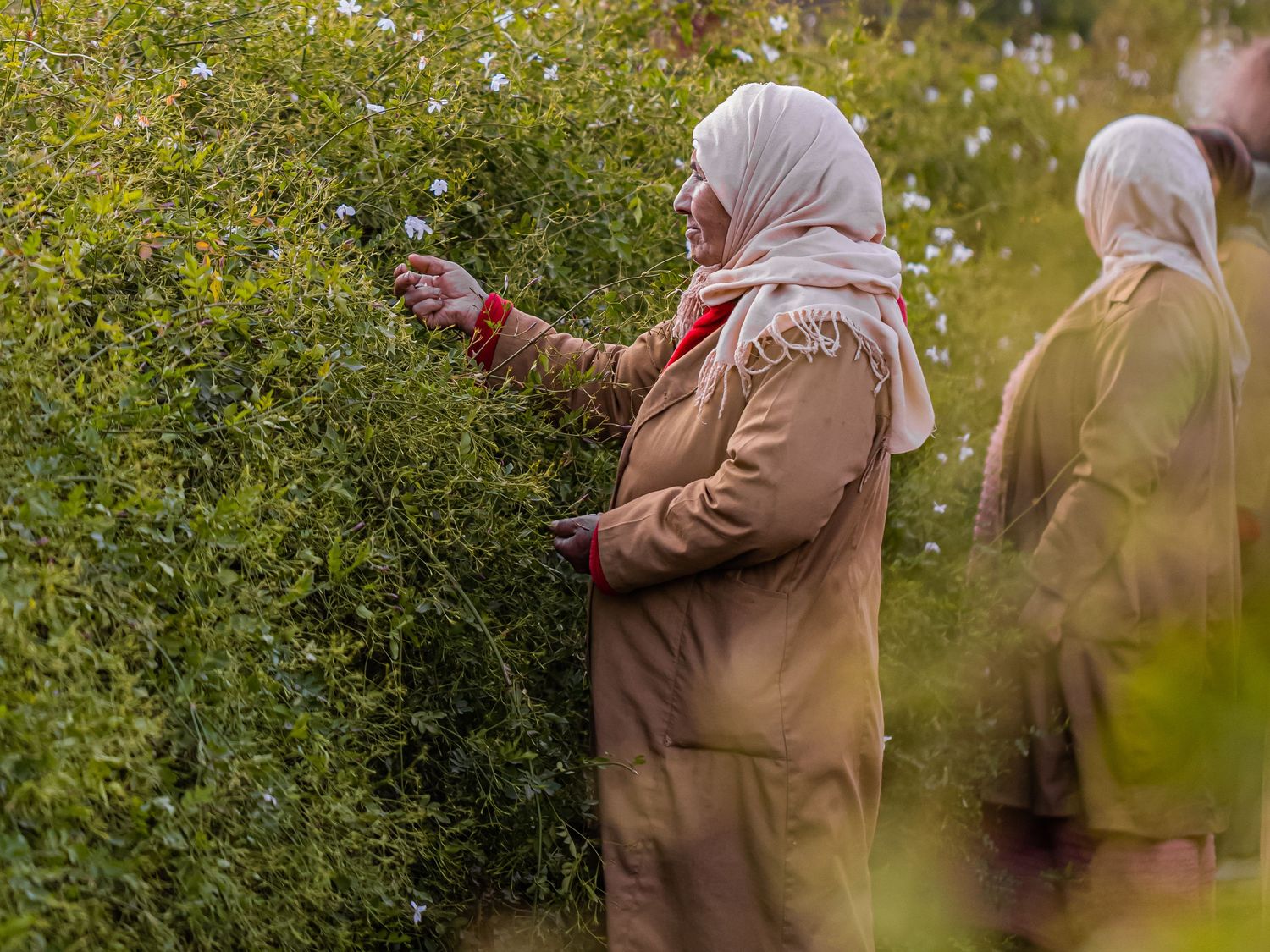 How YSL Beauty is harnessing the hidden beauty powers of Morocco's ...