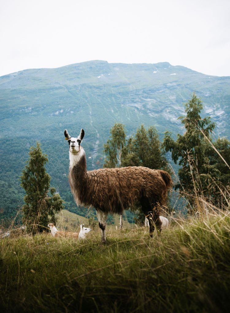 Geiranger: How to experience Norway's most spectacular fjord from every ...