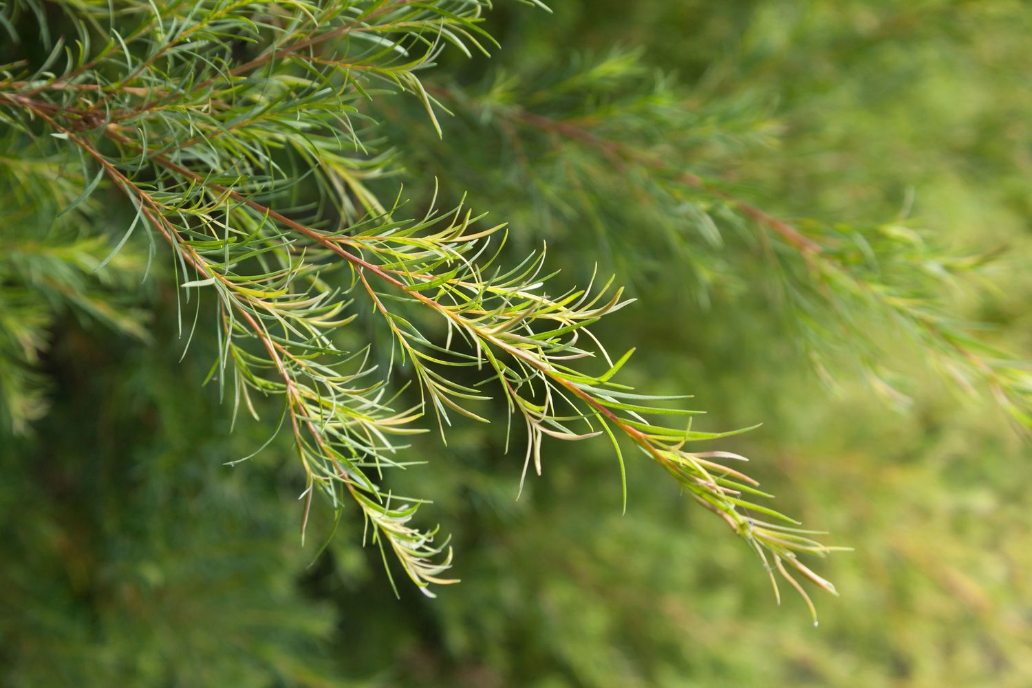 The most common beauty issues with natural ingredients and how to avoid ...