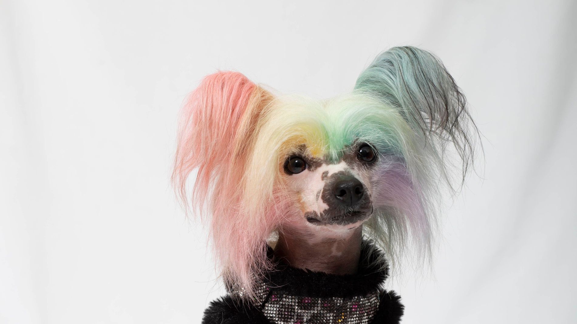Bea Åkerlund's new label Bootzy Couture is for the dog that deserves ...