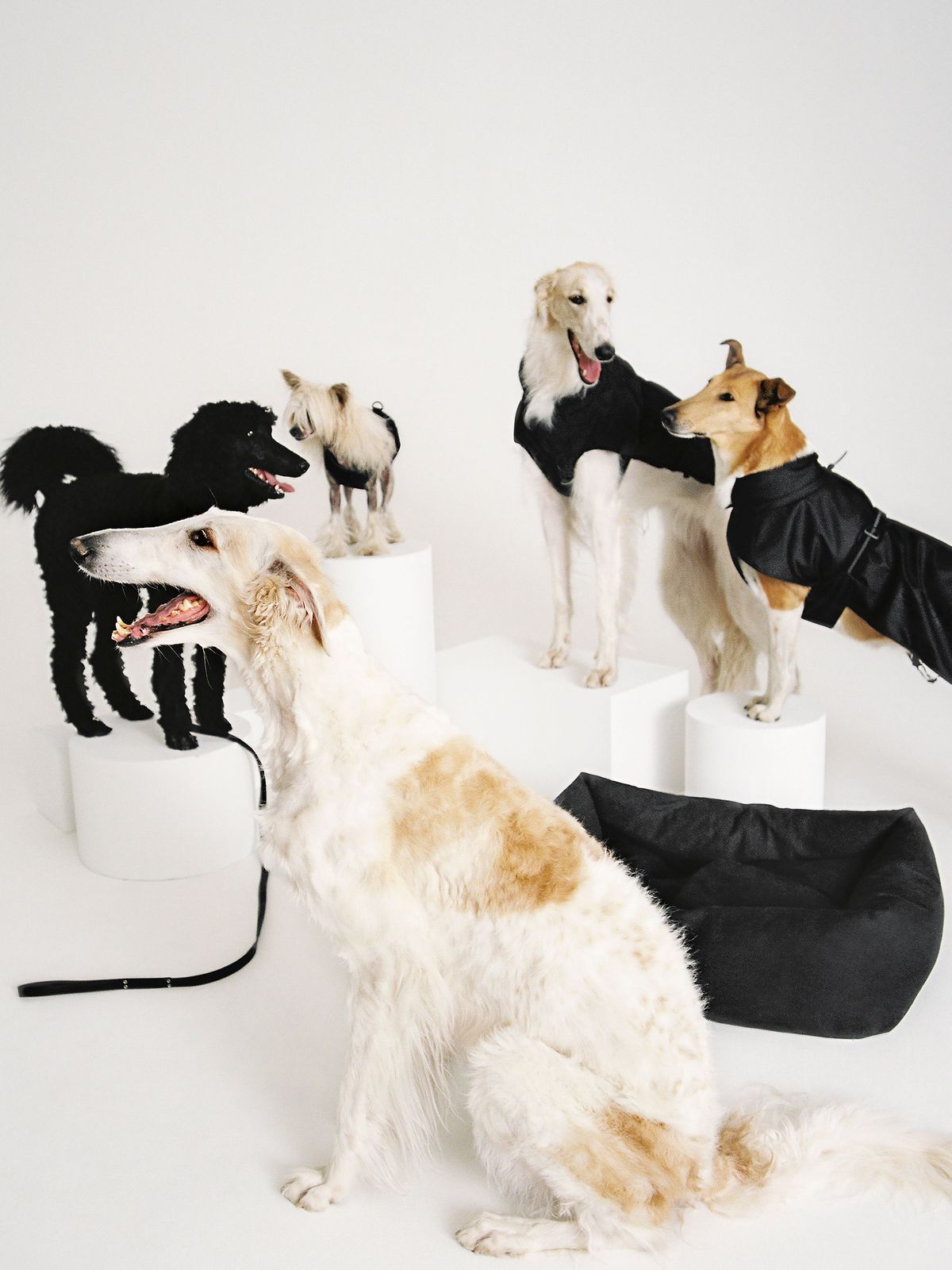 September news: Discover the dazzling new capsule collection from ...